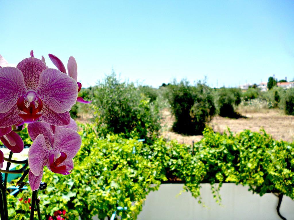 SUNLIGHT STUDIOS THEOLOGOS | GREAT PRICES FOR ACCOMMODATION IN THEOLOGOS